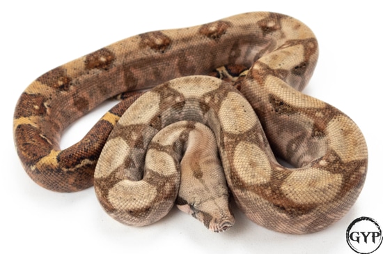 Sunset Het Blood Boa Constrictor by Gopher Your Pet