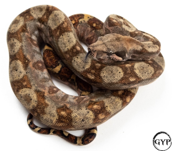 Sunset Het Blood Boa Constrictor by Gopher Your Pet