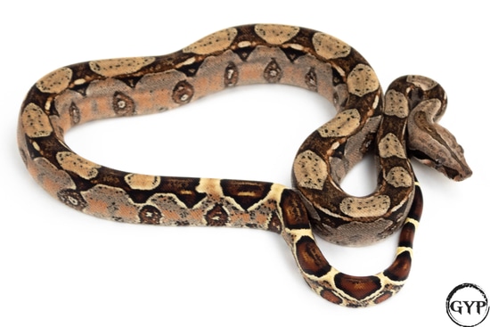 Pastel (Fine Line) Bci Boa Boa Constrictor by Gopher Your Pet