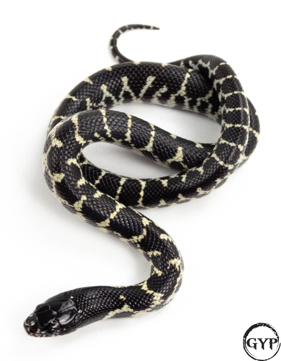 Axanthic Desert Kingsnake by Gopher Your Pet - MorphMarket