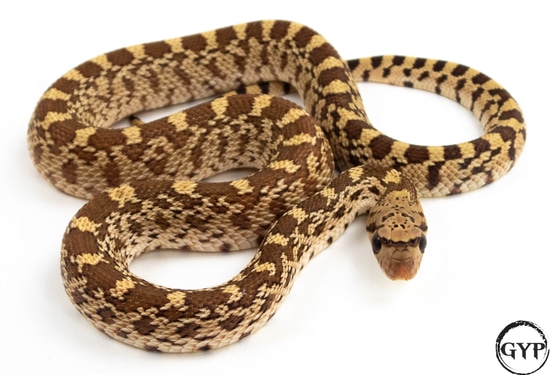 Sonoran Gopher Snake 100% Het Albino by Gopher Your Pet