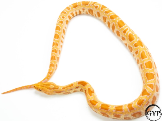 Albino Burmese Python Het Green by Gopher Your Pet
