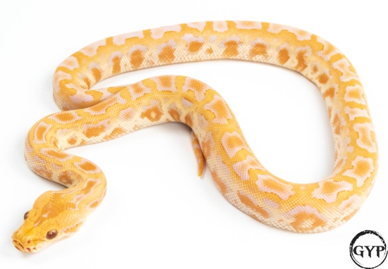 Albino Burmese Python Het Green by Gopher Your Pet