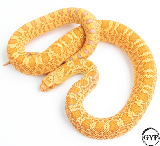 Hybino Bullsnake by Gopher Your Pet