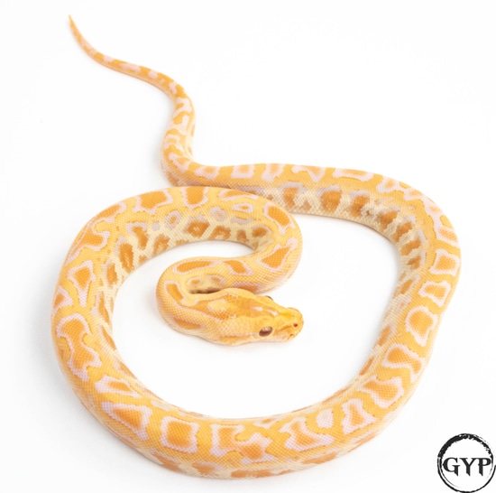 Albino Burmese Python Het Green by Gopher Your Pet