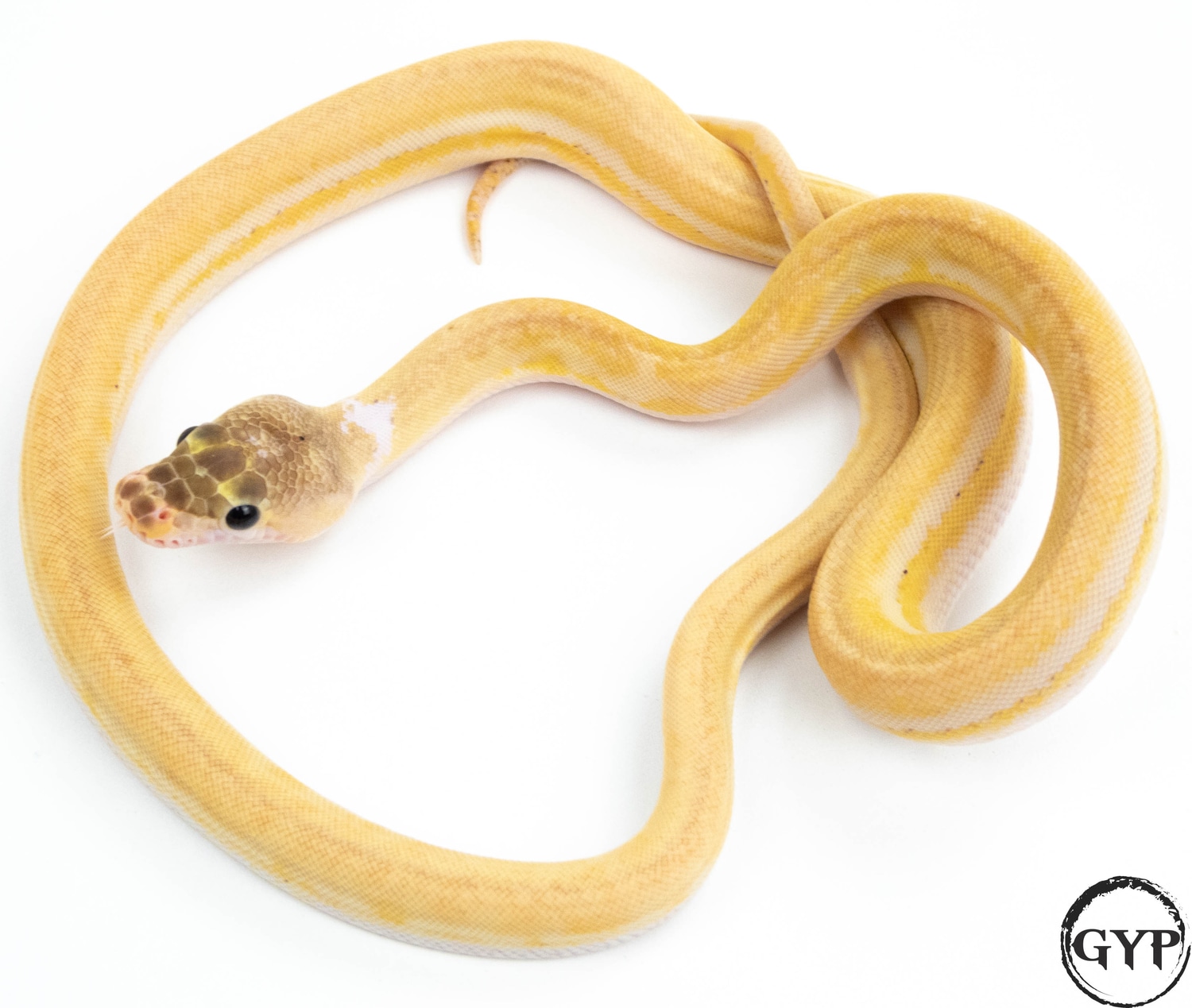 Ultra Ivory GC Reticulated Python by Gopher Your Pet - MorphMarket