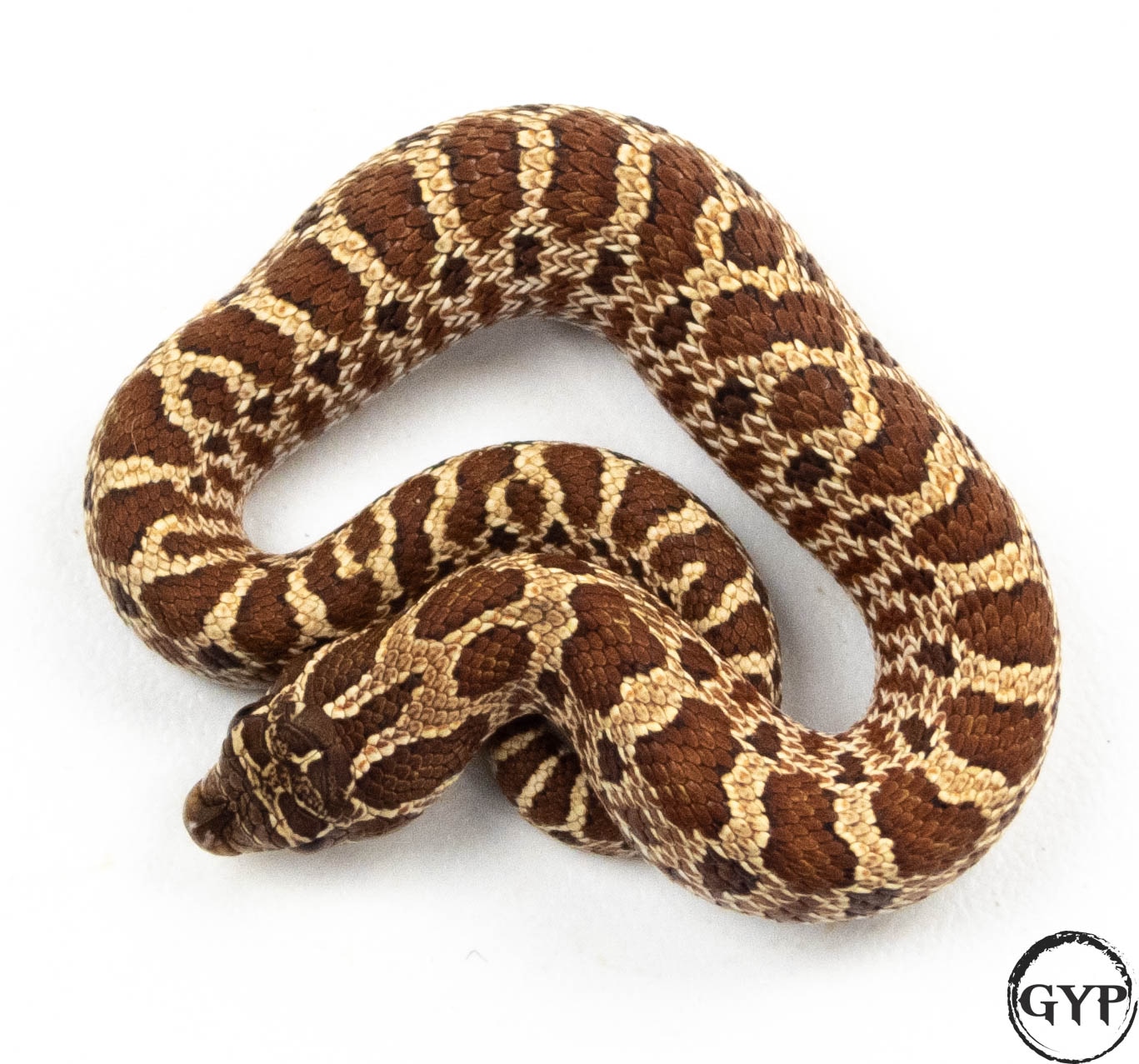 Red Het Snow Western Hognose by Gopher Your Pet - MorphMarket