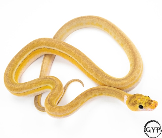 Ultra Ivory GC Reticulated Python by Gopher Your Pet