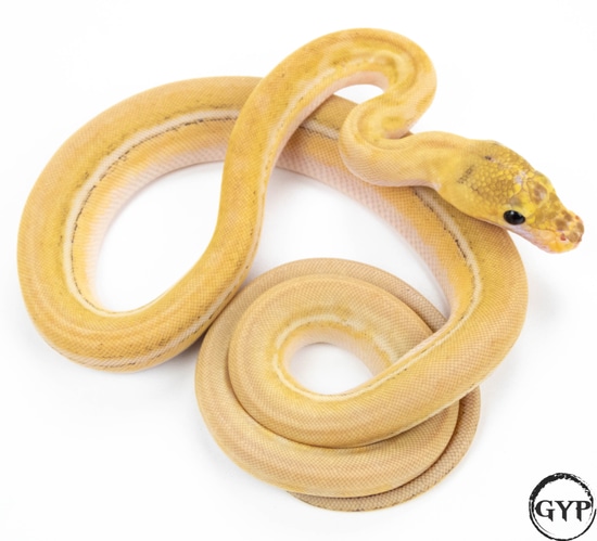 Ultra Ivory GC Reticulated Python by Gopher Your Pet
