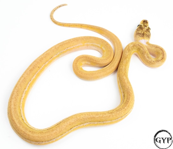 Ultra Ivory GC Reticulated Python by Gopher Your Pet