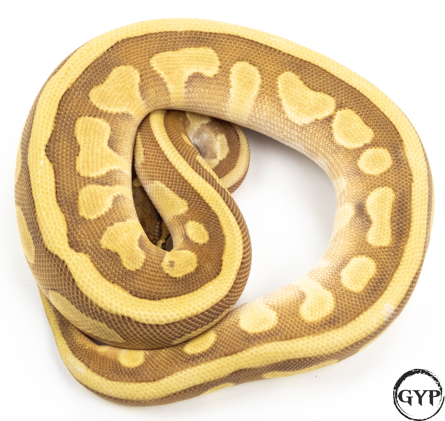 Enchi Leopard Lesser 66% Het Clown 50% Het G Stripe Ball Python by ...