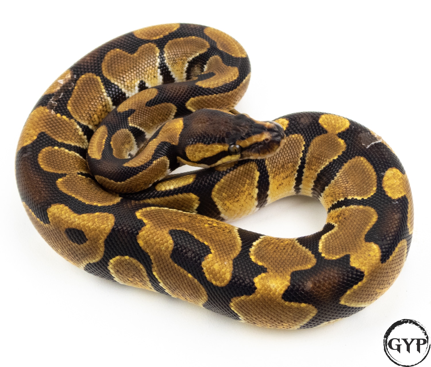 Enchi Het G Stripe Ball Python by Gopher Your Pet - MorphMarket