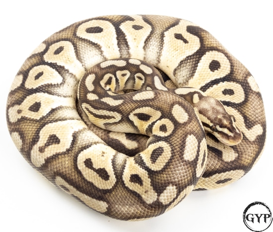 Super Pastel Mojave Ball Python by Gopher Your Pet