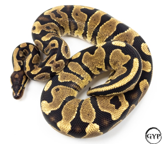 Asphalt Yellow Belly Ball Python by Gopher Your Pet