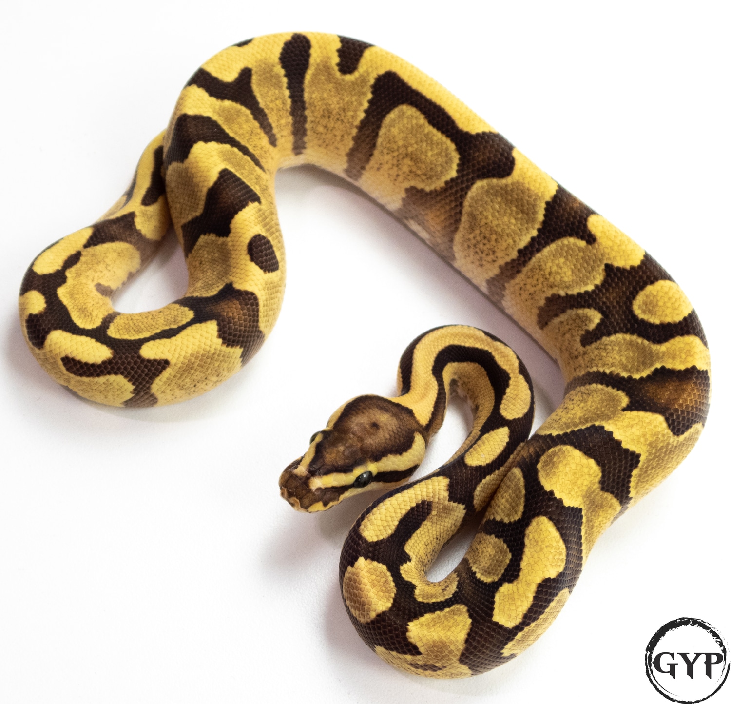 Enchi Fire Ball Python 100% Het Hypo by Gopher Your Pet - MorphMarket