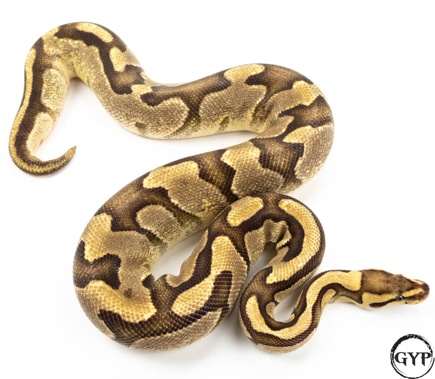 020 Enchi Orange Dream Ball Python by Gopher Your Pet - MorphMarket