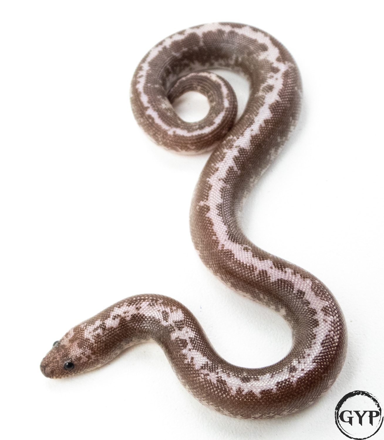 Anery Striped Kenyan Sand Boa by Gopher Your Pet - MorphMarket