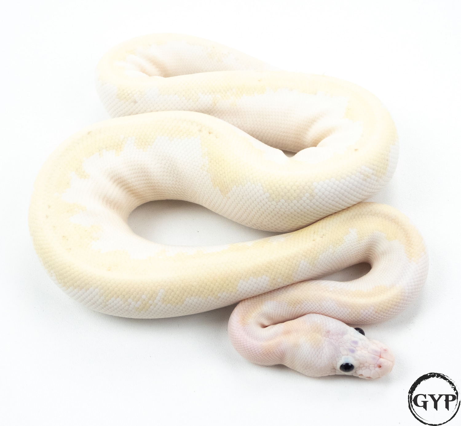 Super Fire Ball Python by Gopher Your Pet - MorphMarket