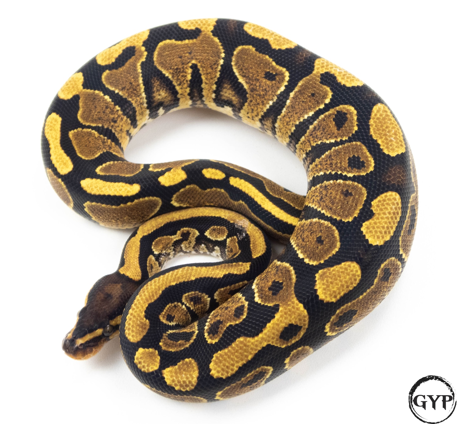 Spark Yellow Belly Ball Python by Gopher Your Pet - MorphMarket