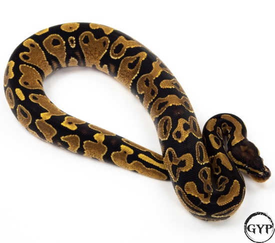 Spark Yellow Belly Ball Python by Gopher Your Pet