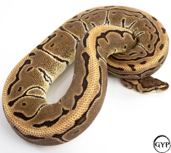 Pinstripe Scaleless Head Ball Python by Gopher Your Pet