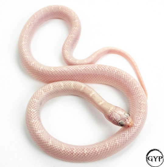 2022 White-sided Ghost Florida Kingsnake Male. Ball Python by Gopher ...