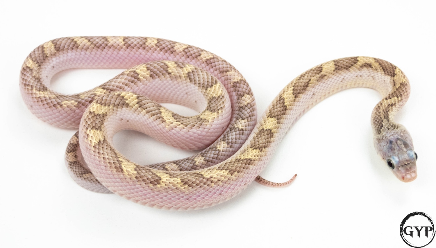 White-sided Black Eastern Rat Snake by Gopher Your Pet - MorphMarket