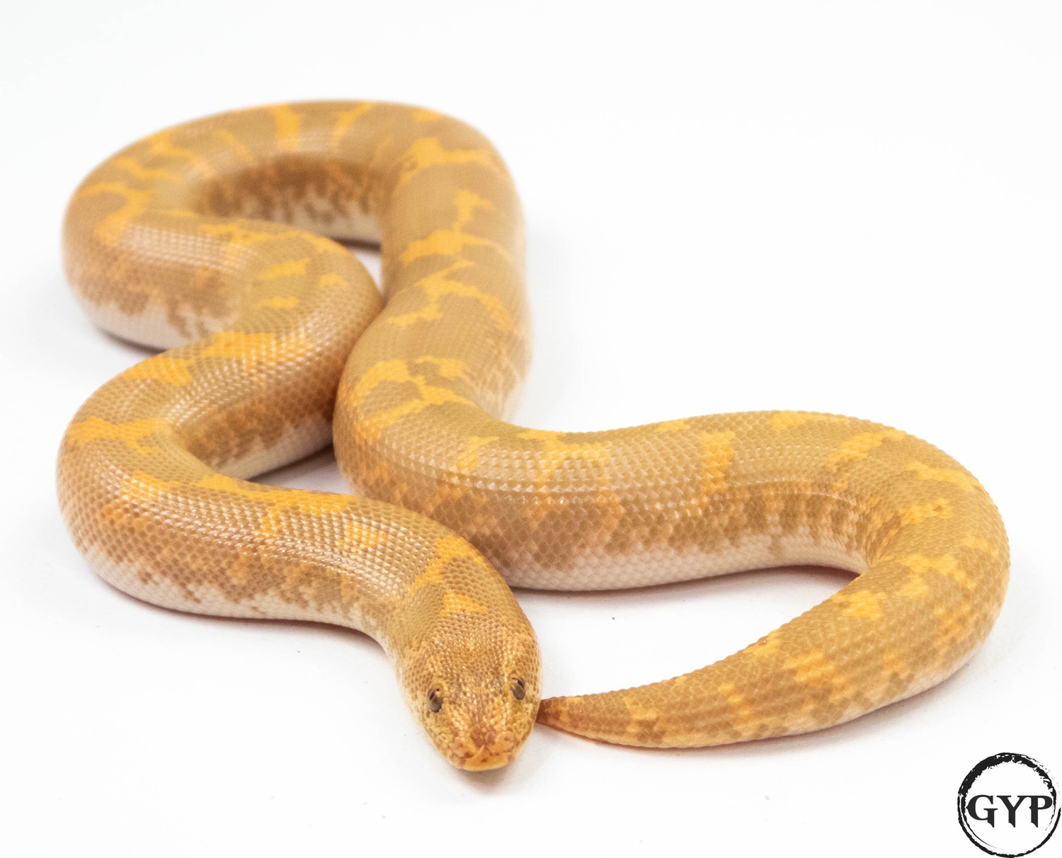 Albino Kenyan Sand Boa by Gopher Your Pet - MorphMarket