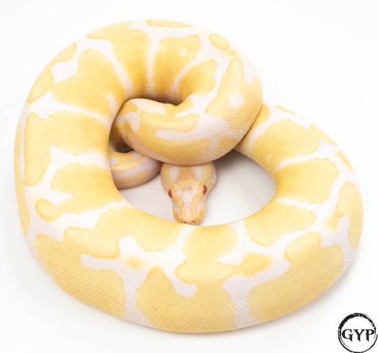Albino Ball Python by Gopher Your Pet