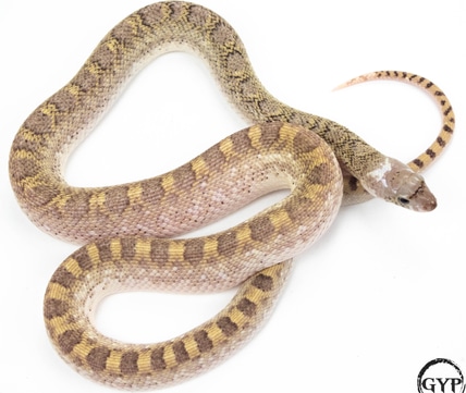Albino White-sided Het Trumbower Hypo Bullsnake by Gopher Your Pet ...