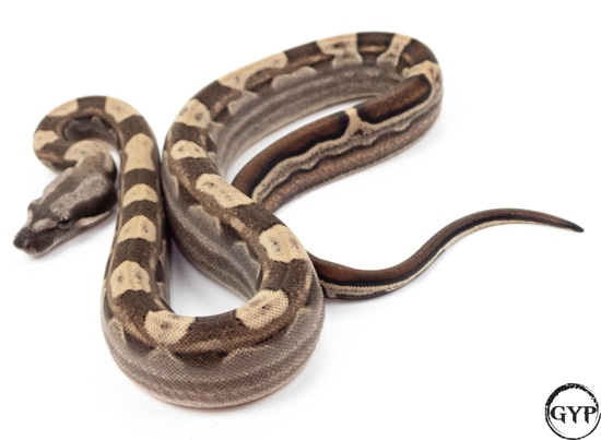 Motley Bci Boa Constrictor by Gopher Your Pet