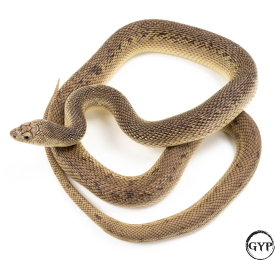 2022 Patternless Florida Pine Snake Het Lucy Male. by Gopher Your Pet