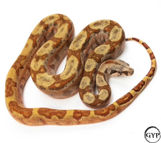 Sunset Het Blood Boa Constrictor by Gopher Your Pet