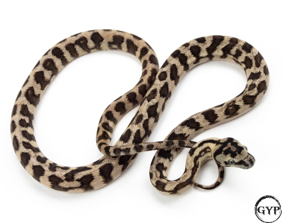 Jungle Jaguar Carpet Python Other Carpet Python by Gopher Your Pet