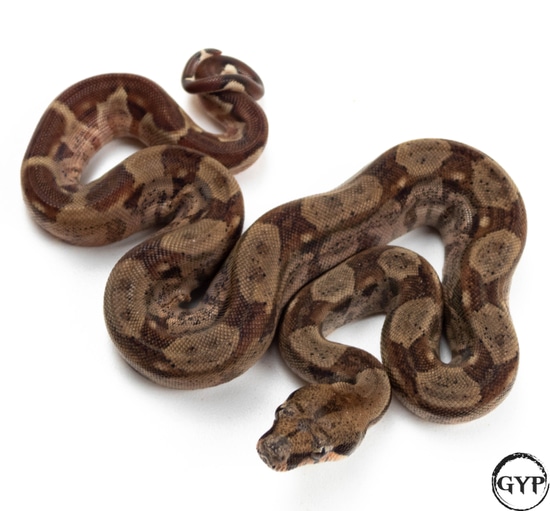 2023 Bci Female Boa Constrictor by Gopher Your Pet