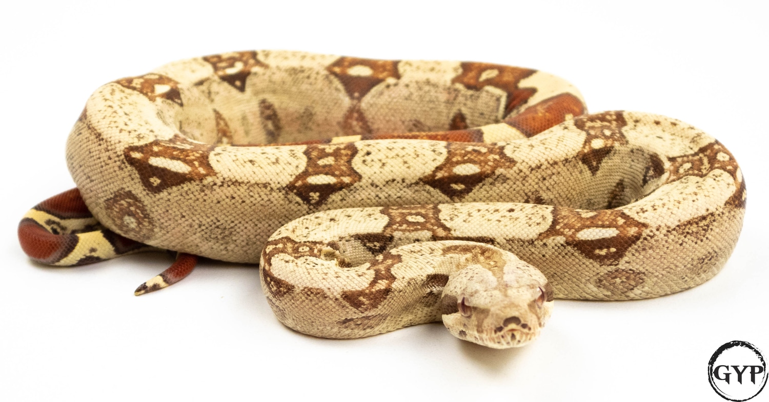 VPI Boa Constrictor by Gopher Your Pet - MorphMarket