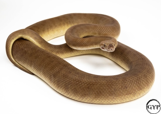 Children's Python by Gopher Your Pet