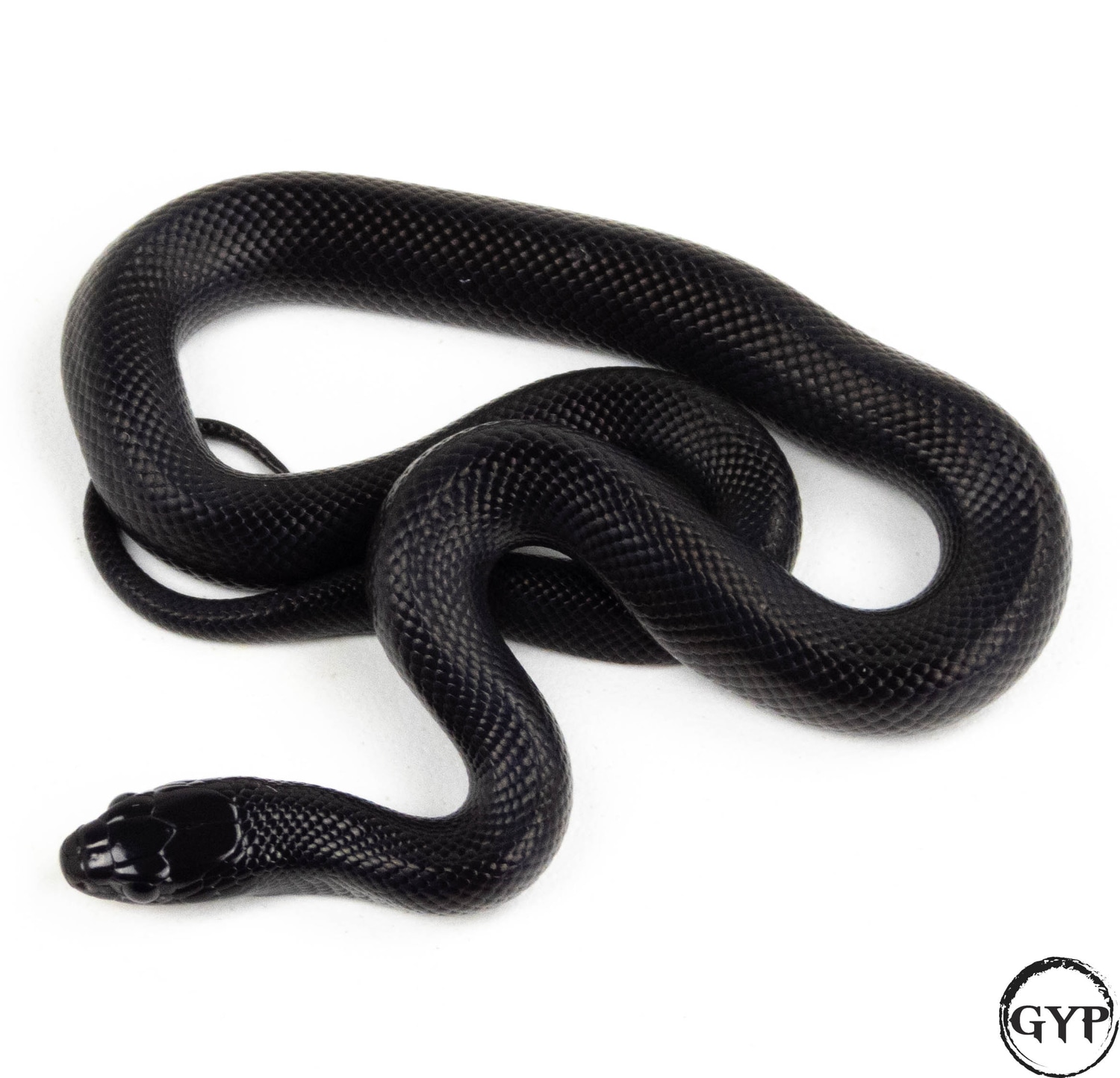 Mexican Black Kingsnake by Gopher Your Pet - MorphMarket