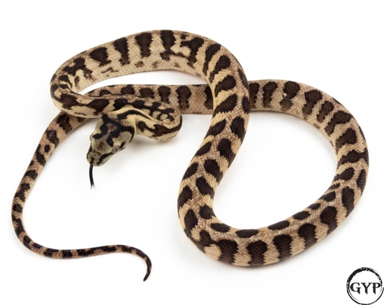 Carpet Python Other Carpet Python by Gopher Your Pet