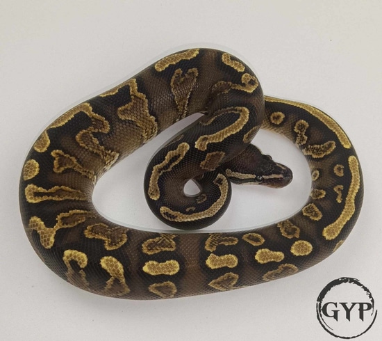 GHI Yellow Belly Ball Python by Gopher Your Pet