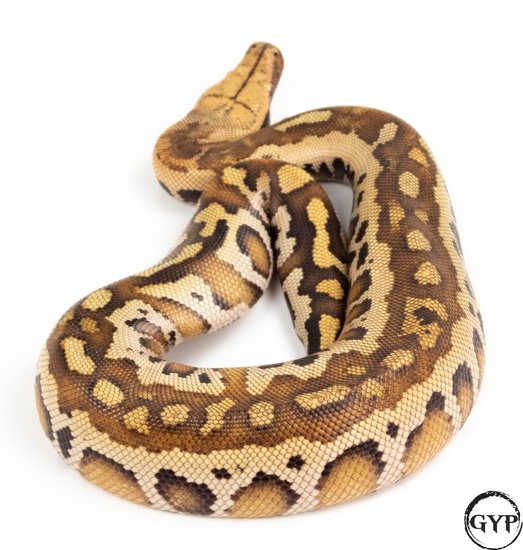 Matrix Blood Python by Gopher Your Pet