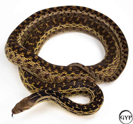 San Diego Gopher Snake by Gopher Your Pet
