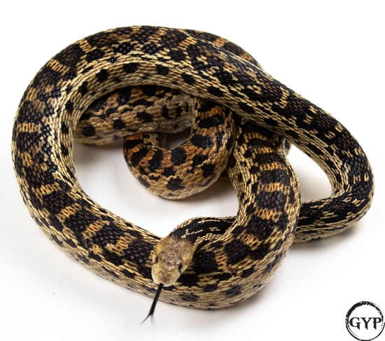 San Diego Gopher Snake by Gopher Your Pet