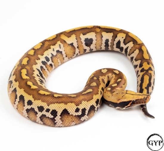 Matrix Blood Python by Gopher Your Pet