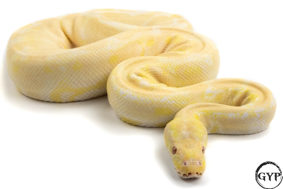 Albino Ball Python by Gopher Your Pet