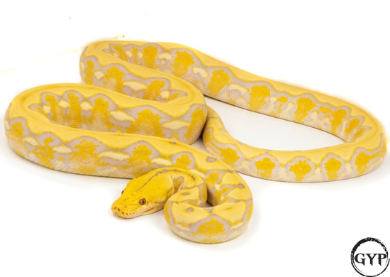 Lavender Albino Reticulated Python by Gopher Your Pet