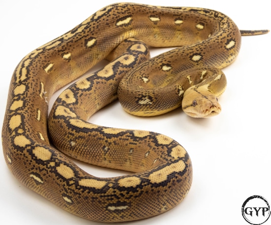 Orange Ghost Stripe Reticulated Python Het Purple by Gopher Your Pet
