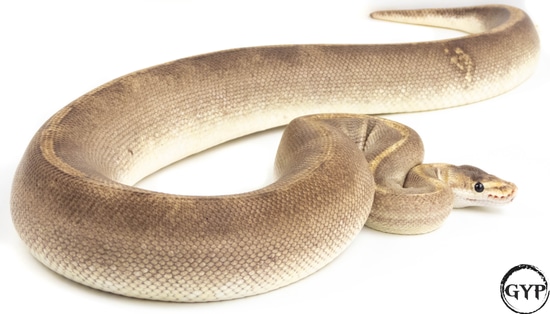 Champagne Ball Python by Gopher Your Pet