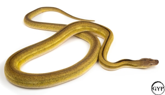 Titanium Sunfire Tiger Reticulated Python by Gopher Your Pet