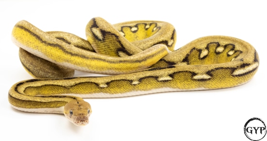 Platinum Citron Tiger Reticulated Python by Gopher Your Pet